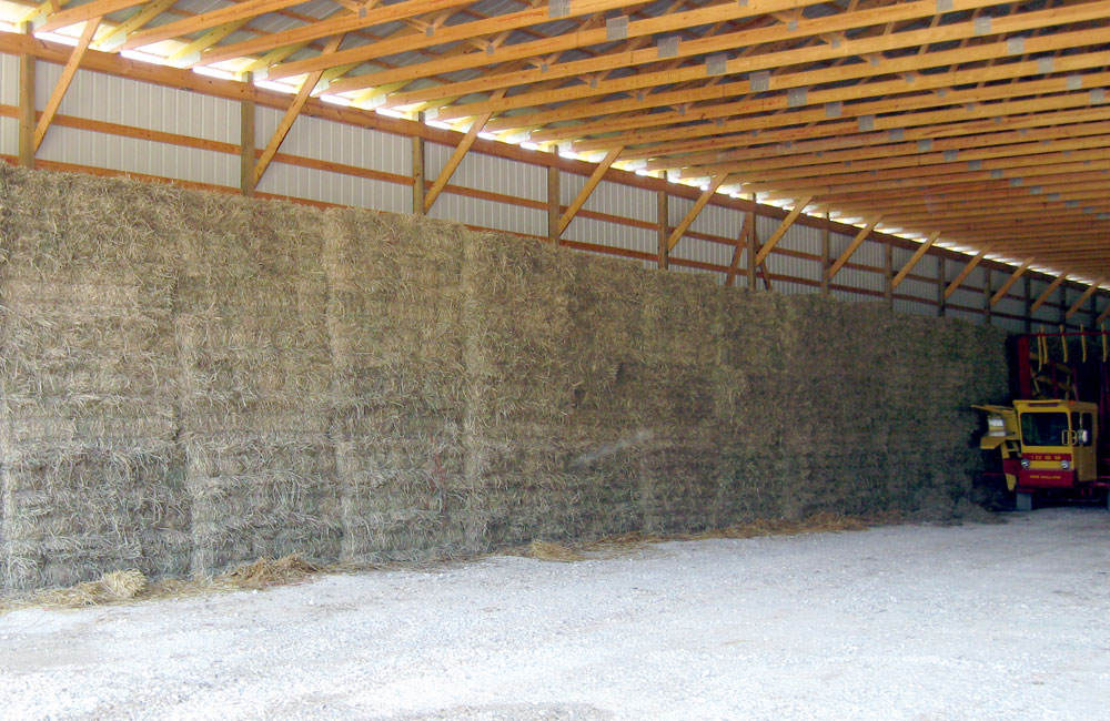 Hay For Sale Timothy Alfalfa Orchard Fescue Bermuda Grass Hay